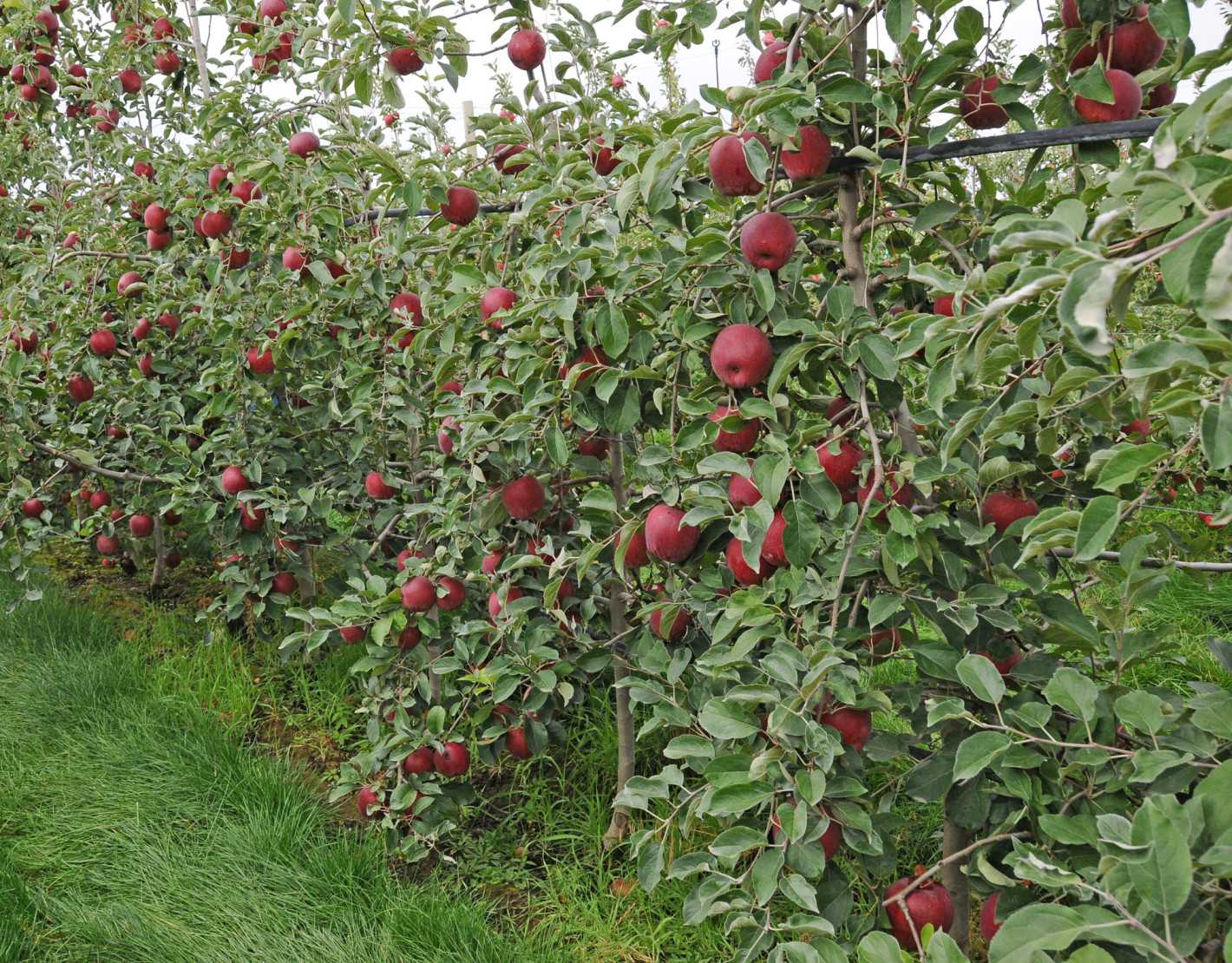 What's In An Apple Cultivar's Name? - Growing Produce