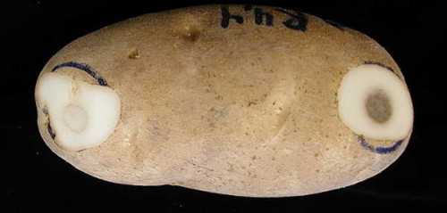 Tips To Avoid Potato Bruising - Growing Produce