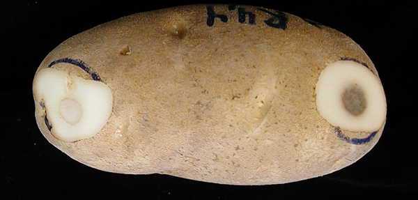 Tips To Avoid Potato Bruising - Growing Produce