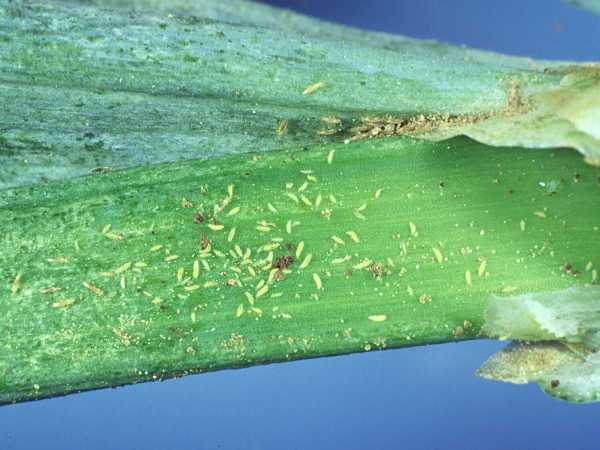 Tips On Managing Onion Thrips - Growing Produce