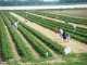 How U-Pick Farming Can Be A Sustainable Option For Your Operation ...
