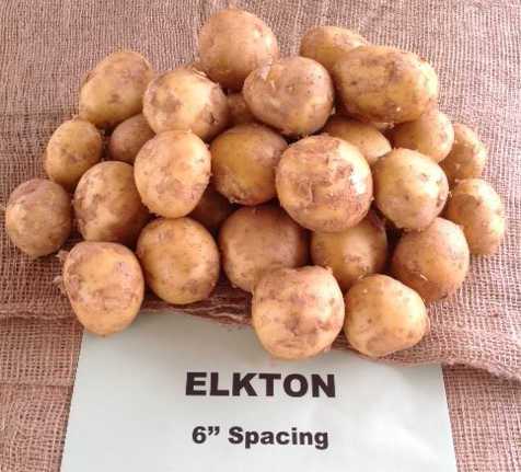 New Florida Potato Variety Primed For Chip Market - Growing Produce