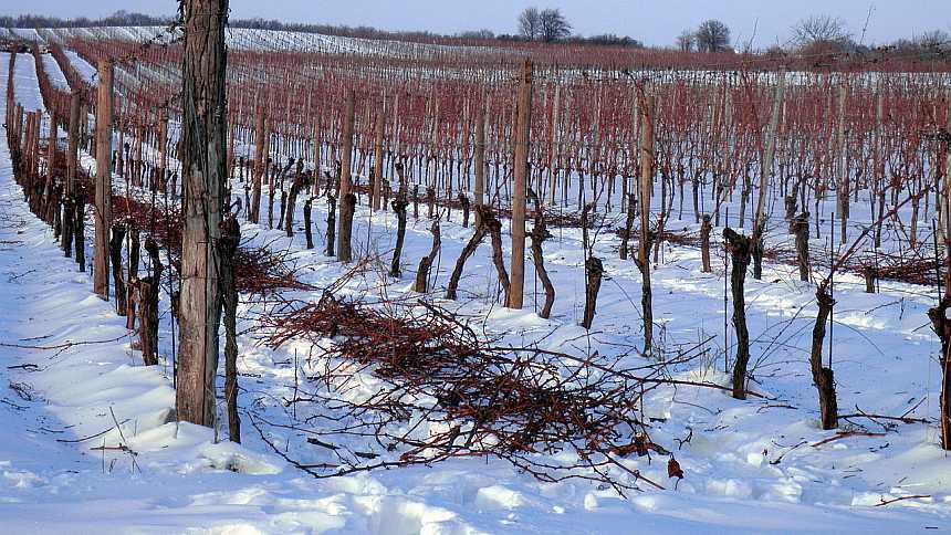 The Importance Of Dormant Pruning - Growing Produce