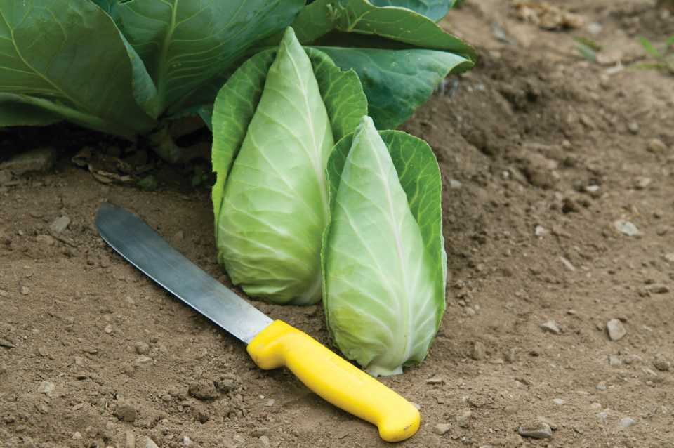 14 Quality Cabbage Varieties [Slideshow] - Growing Produce
