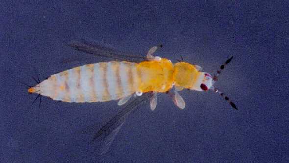 Don't Let Your Guard Slip When Taking On Thrips - Growing Produce