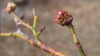 Beat Blueberry Gall Midge - Growing Produce