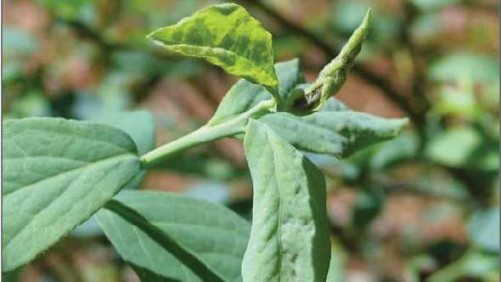 Florida Blueberry Growers on High Alert for Gall Midge - Growing Produce