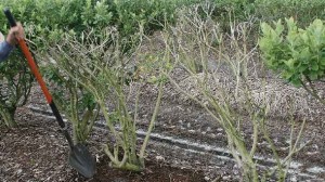 Is The Diaprepes Root Weevil An Emerging Blueberry Pest? - Growing Produce
