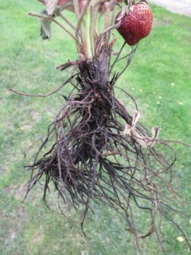 Manage Black Root Rot Of Strawberry - Growing Produce