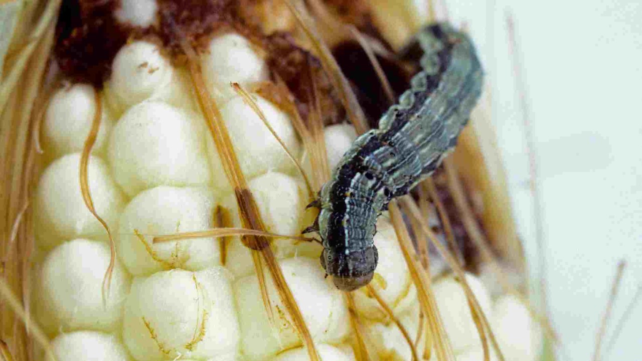 Prepare For Corn Earworm - Growing Produce