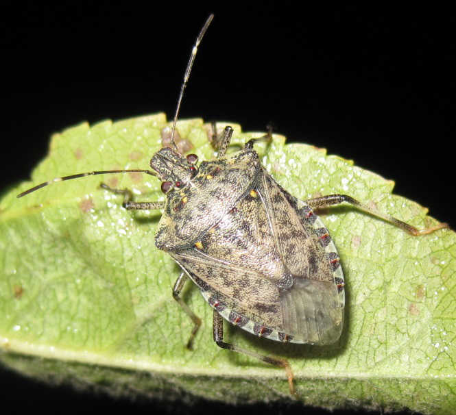Sustainable Options For Controlling Brown Marmorated Stink Bug In ...