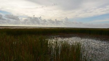 South Florida Farmers Going Extra Mile For Everglades Conservation ...