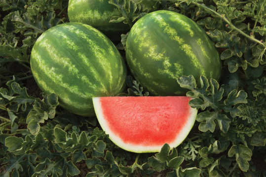 10 Top Performing Watermelon Varieties - Growing Produce