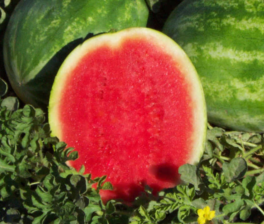 10 Top Performing Watermelon Varieties - Growing Produce
