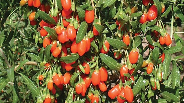 Growers Try Their Hand At Next Wave Of Berry Crops - Growing Produce