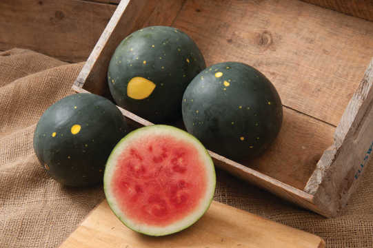 10 Top Performing Watermelon Varieties - Growing Produce