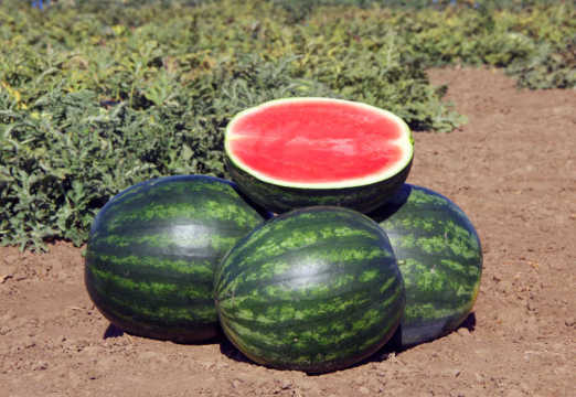 10 Top Performing Watermelon Varieties - Growing Produce