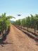 Unmanned Aerial Vehicles Give Viticulturist An Eye In The Sky - Growing ...