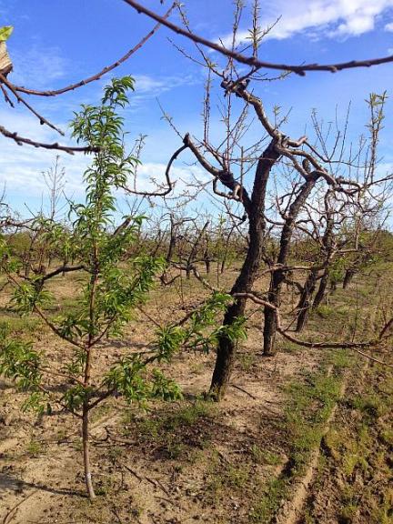 How To Decipher Cold Weather Effects on Peaches - Growing Produce