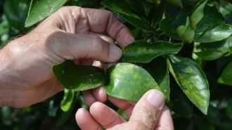 Has a Cure Been Found for Citrus Greening? - Growing Produce