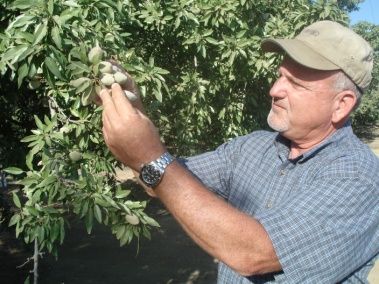 At Paramount Farming, Mating Disruption Pays Off - Growing Produce