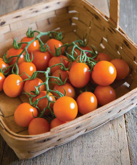 10 Tomato Varieties You Need To Know - Growing Produce