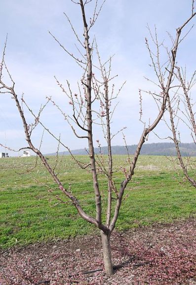 Peach Training Systems Aren’t One-Size-Fits-All - Growing Produce