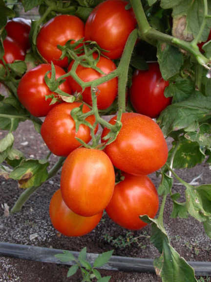 10 Tomato Varieties You Need To Know - Growing Produce