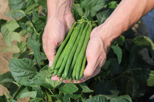 7 Top-Performing Bean Varieties - Growing Produce