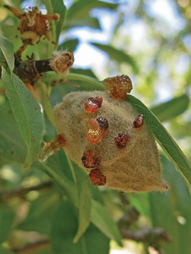 Bacterial Spot Can Make Almonds Unmarketable - Growing Produce
