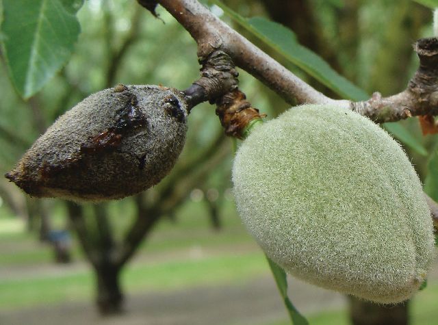 Bacterial Spot Can Make Almonds Unmarketable - Growing Produce