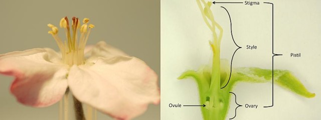 An In-Depth Look At Bloom - Growing Produce