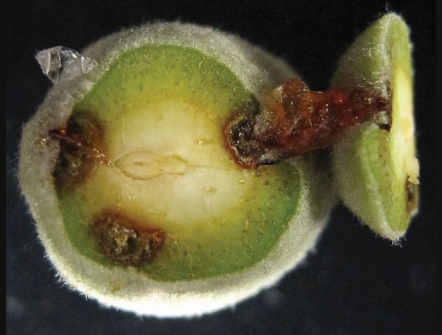 Bacterial Spot Can Make Almonds Unmarketable - Growing Produce