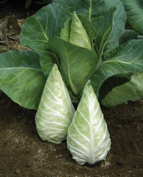 10 Cole Crop Varieties For 2015 - Growing Produce