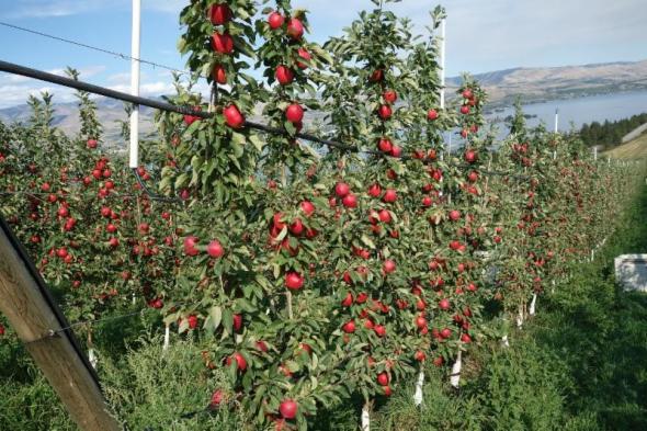 Washington Apple Crop Huge, But Not A Record - Growing Produce