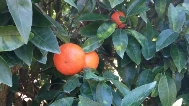 Dooryard Citrus Market is Open for Business - Growing Produce