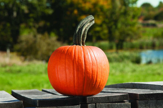 11 Pumpkin And Squash Varieties - Growing Produce
