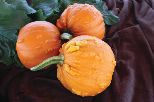 11 Pumpkin And Squash Varieties - Growing Produce
