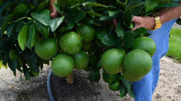 Huge Grapefruit Planting on the Way for Florida - Growing Produce