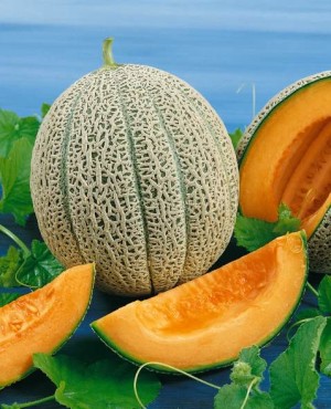 8 Must-Have Melons - Growing Produce
