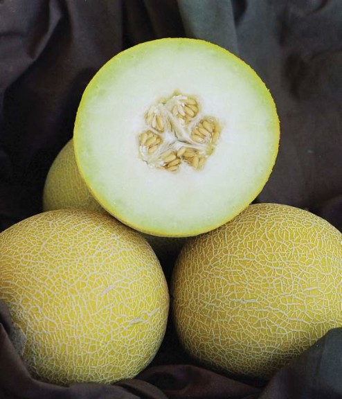8 Must-Have Melons - Growing Produce