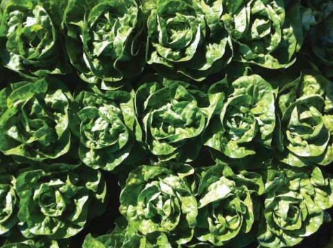 9 Leafy Greens Varieties You Need To Know - Growing Produce