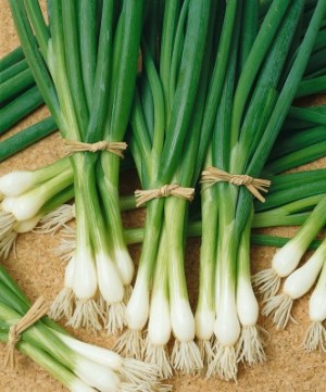 11 Onions You Need To Know - Growing Produce