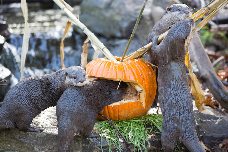 Sakata Donates Pumpkins To Washington Zoo - Growing Produce