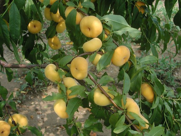 New Jersey Tree Fruit Breeder Honored For Patented Peach - Growing Produce