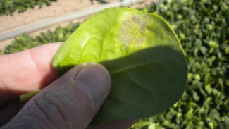 The Battle Against Downy Mildew In Spinach - Growing Produce