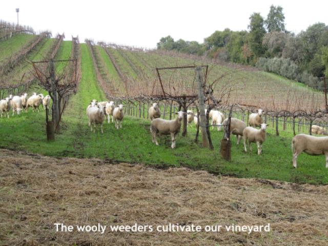 Employing Sheep For Weed Control - Growing Produce