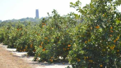 HLB-Induced Urgency Spurs Release Of New Citrus Rootstock - Growing Produce