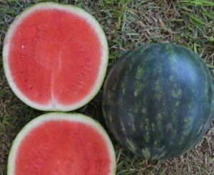 9 Watermelon Varieties You Need To Know For 2016 - Growing Produce