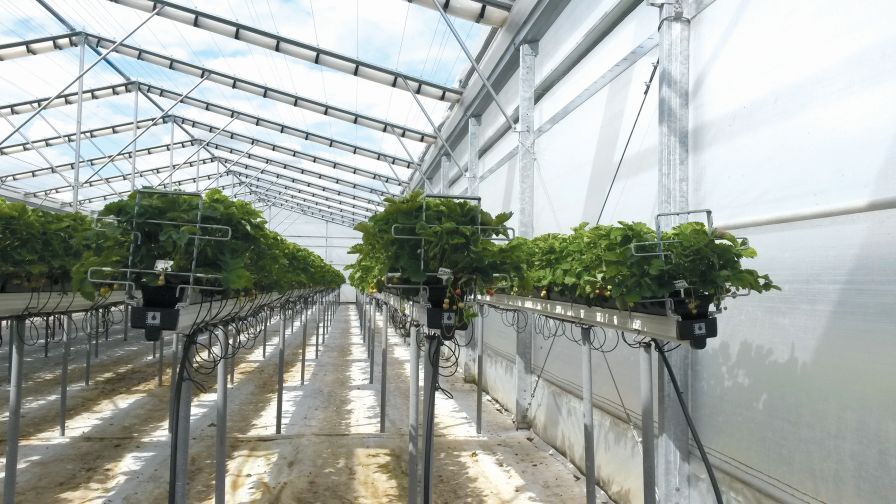 Strawberry Greenhouse Wins Sustainability Award - Growing Produce